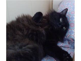 Hermosa gata persa mix Puerto Rico