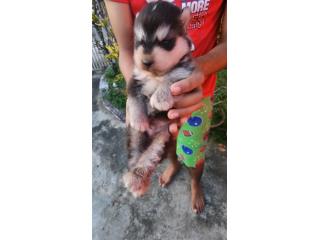 Siberian Husky Puerto Rico