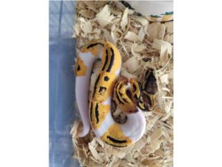 Serpientes Ball Python Puerto Rico