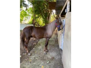 Precioso Caballo Paso Fino Puerto Rico