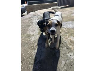 Perra/perro-perrita/perrito Puerto Rico