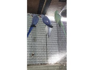 ringneck violeta y violeta cleartail azul Puerto Rico