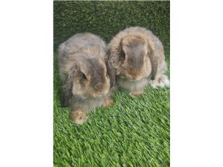 3 Fuzzy lops de 4 meses Puerto Rico