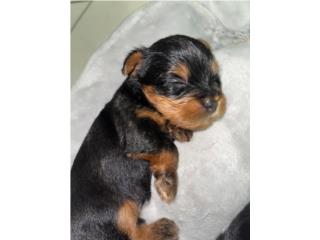 Yorkie toy machito doll face Puerto Rico