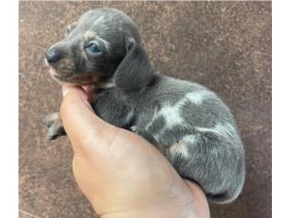 Mini salchicha Blue merle Puerto Rico