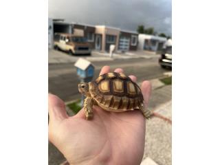 Sulcata 66% hermanos albino Puerto Rico