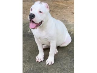 American Bully Puerto Rico