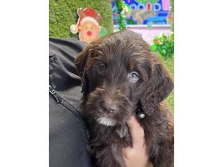 Macho Golden doodle de ojos verde color Puerto Rico