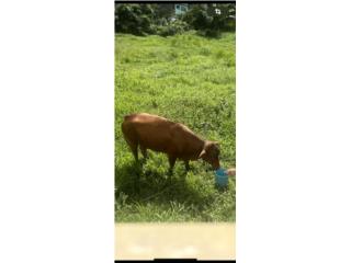 Vaca senepol Puerto Rico