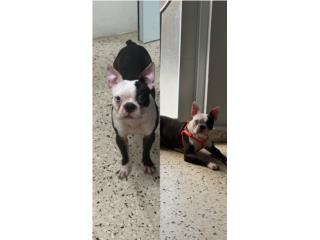 Boston Terrier Puerto Rico