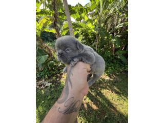 Nene French Bull dog flufly Puerto Rico