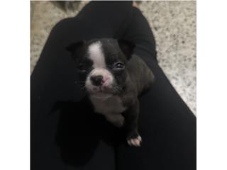 Boston terrier hembras Puerto Rico