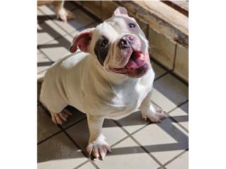American bully hembra Puerto Rico