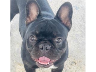 Frenchie Negro Puerto Rico
