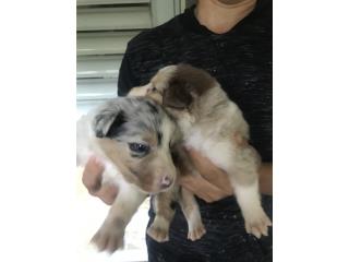 Preciosos cachorros Australian Shepherd Puerto Rico