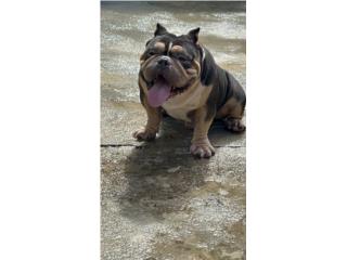 American Bully Stud Puerto Rico
