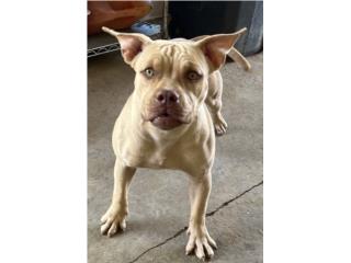 Pitbull Bully hembra hermosa Puerto Rico
