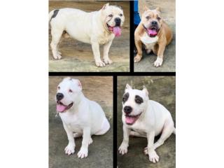 PAREJITA AMERICAN BULLY SOLO $1,200 Puerto Rico