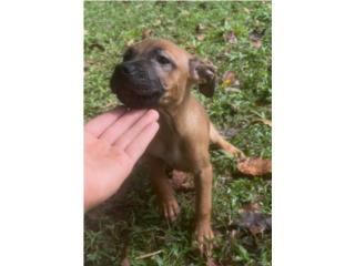 American Pitbull Terrier Puerto Rico
