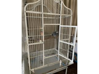 Africa Grey Hembra Puerto Rico