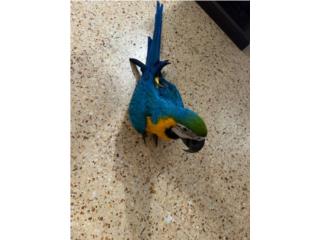 Guacamayo Puerto Rico