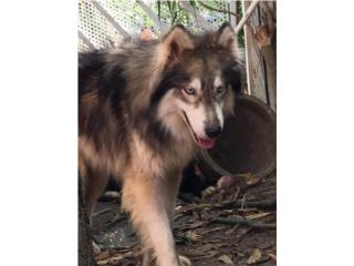 Siberian Husky/Huskies wooly Puerto Rico
