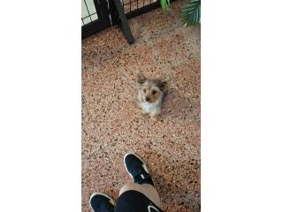 Yorkie terrier Puerto Rico