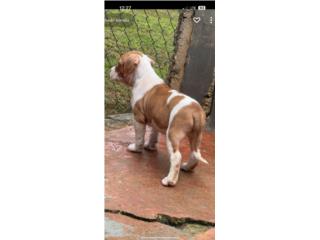 Pitbull Puerto Rico
