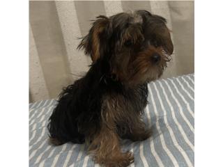 Yorkie Macho navidad Puerto Rico