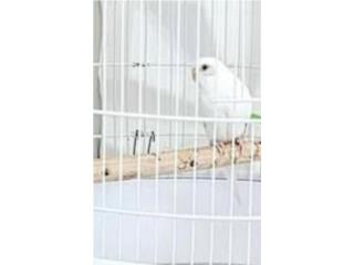 Perico blanco completo Puerto Rico