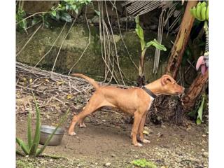 Perrita pitbull Puerto Rico