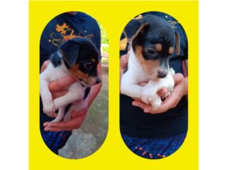 Bellos rat terriers Puerto Rico