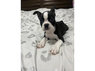 Boston Terrier Puerto Rico