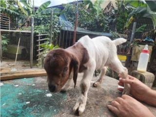Se venden cabrito boar Puerto Rico
