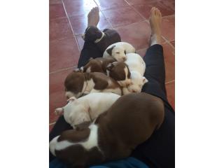 Preciosos Pitbull Puerto Rico