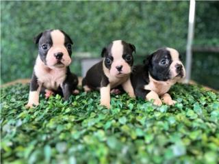 Boston terrier Puerto Rico