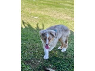 Australian Shepard Chocolate Merle Puerto Rico