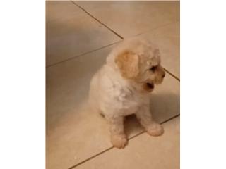 Poodle Toy Machito Puerto Rico