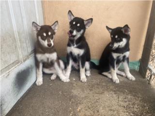 SIBERIAN HUSKY (Nacidos en Diciembre 2023) Puerto Rico