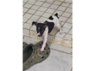 Rat terrier Puerto Rico