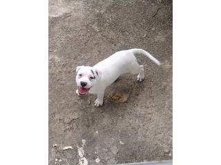 Pitbull puppies Puerto Rico