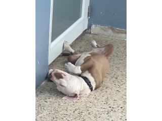 Pitbull Hembra Puerto Rico