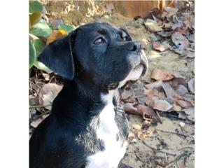 American Pitbull Mix Puerto Rico
