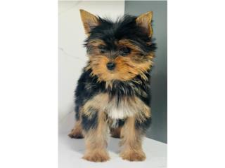 Yorkie AKC Macho Puerto Rico