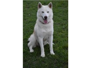 Se regala husky Puerto Rico