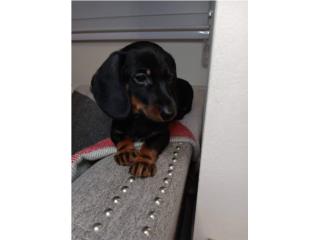 Dachsunds machito Puerto Rico