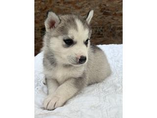 Bellos cachorros Siberian Husky Puerto Rico