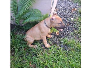 Presa Mayo Puerto Rico