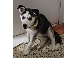 Husky tricolor nena Puerto Rico