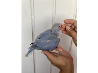 Ringneck violeta cinamon Puerto Rico